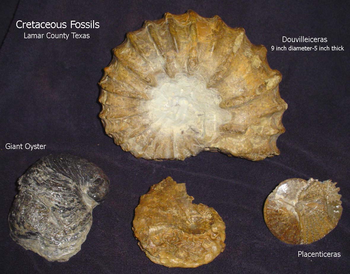 fossilosophy